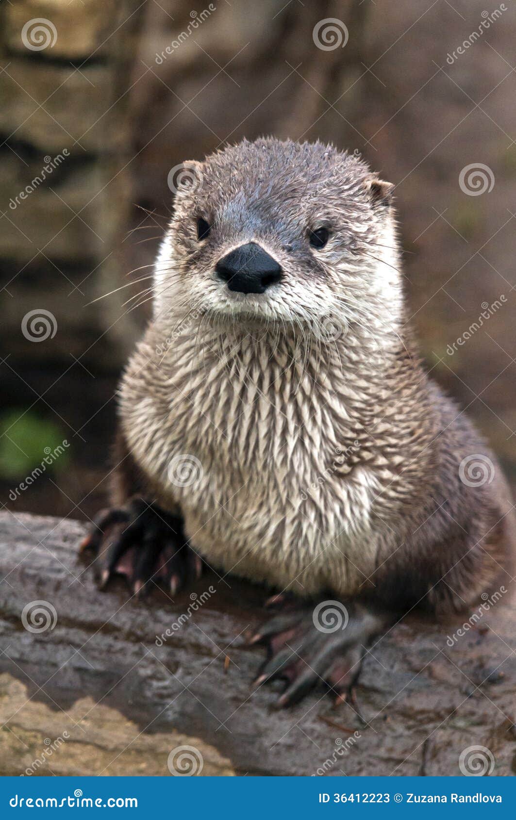 Utter fotografering för bildbyråer. Bild av flod, gammalt - 36412223