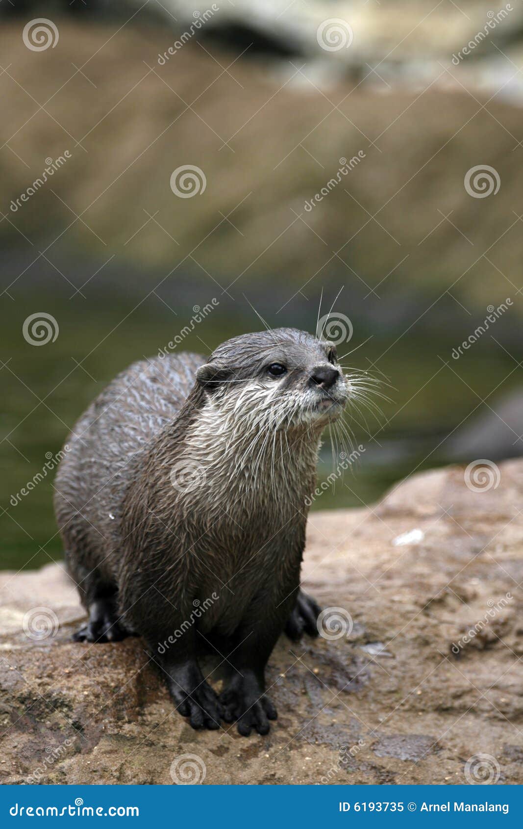 Utter Stock Foton , bilder och fotografi - Ladda ner 9,232 foton