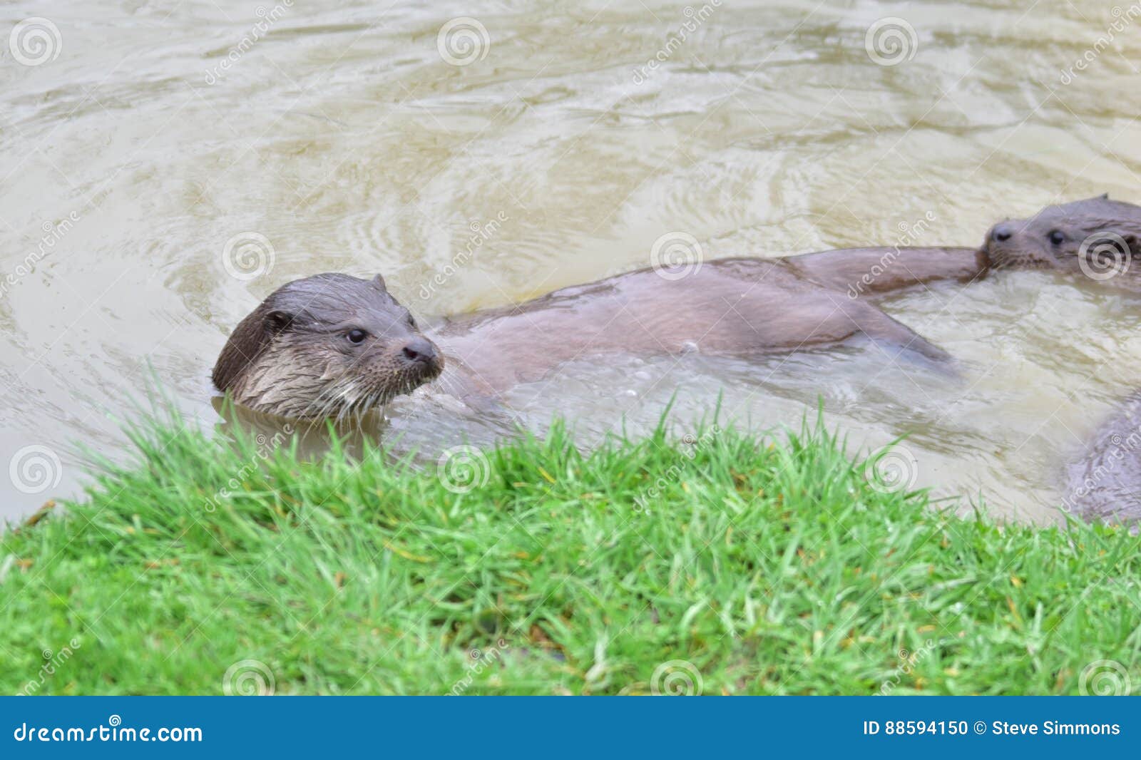 Utter arkivfoto. Bild av bygd, gulligt, brigham, norr - 88594150