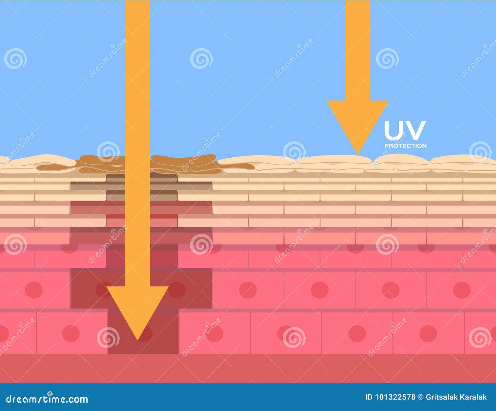 Protection And Penetrate Uv Rays From Sun Into Epidermis Of Skin Cross ...