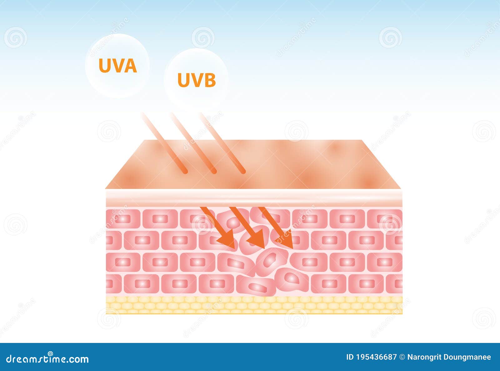 UV Reflection Skin after Protection Vector Design Stock Vector ...