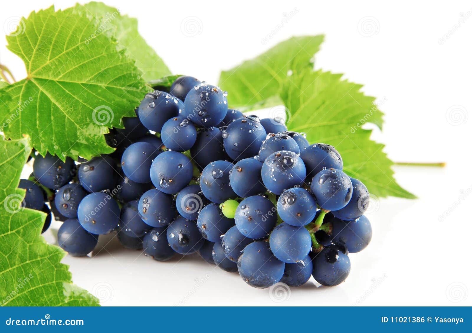 Uva Azul Com Fruta Isolada Folhas Do Verde Foto de Stock - Imagem de ...