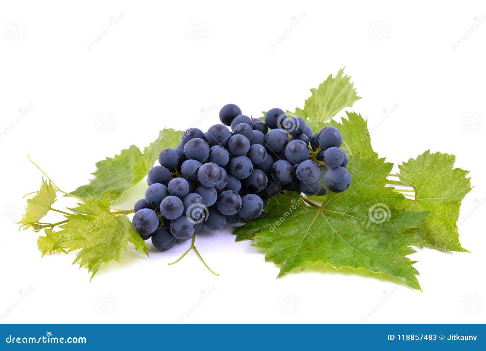 Uva azul marino de Muscat imagen de archivo. Imagen de vino - 118857483
