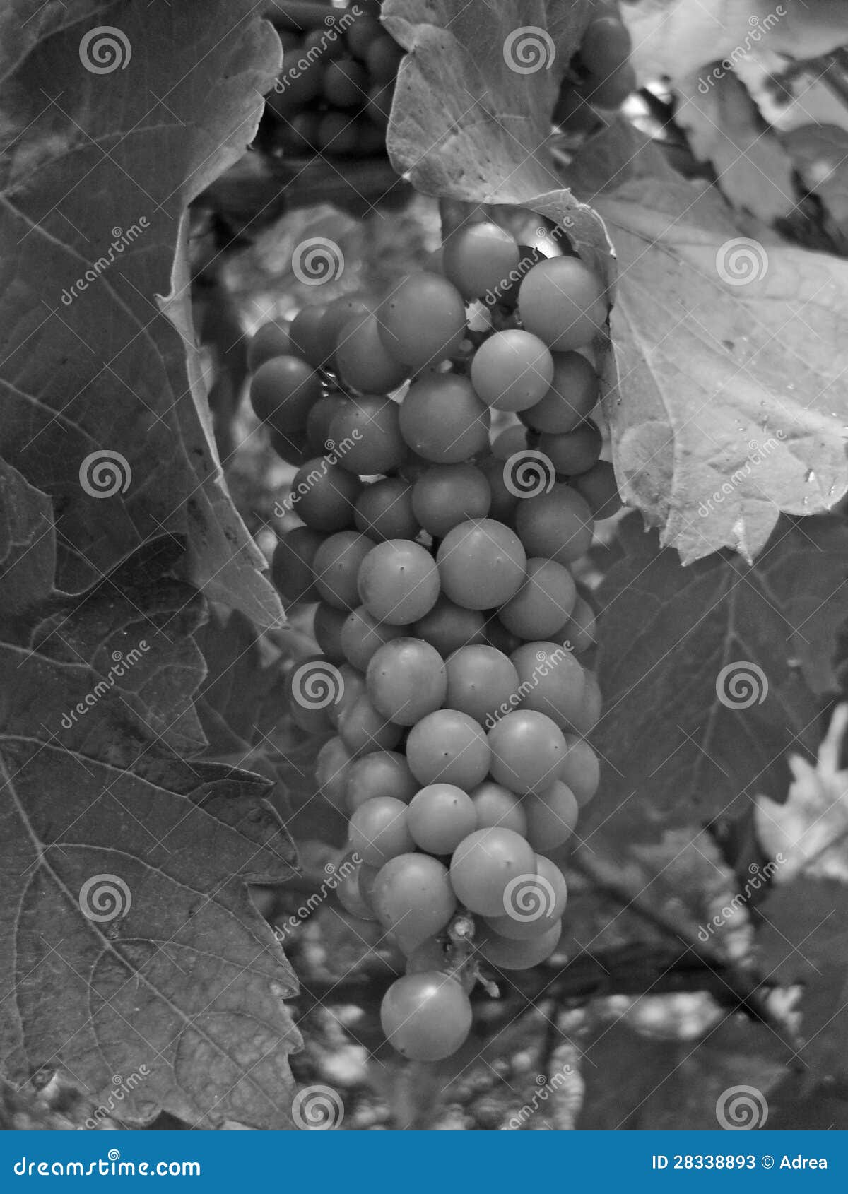 Uva - blanco y negro imagen de archivo. Imagen de rojo - 28338893