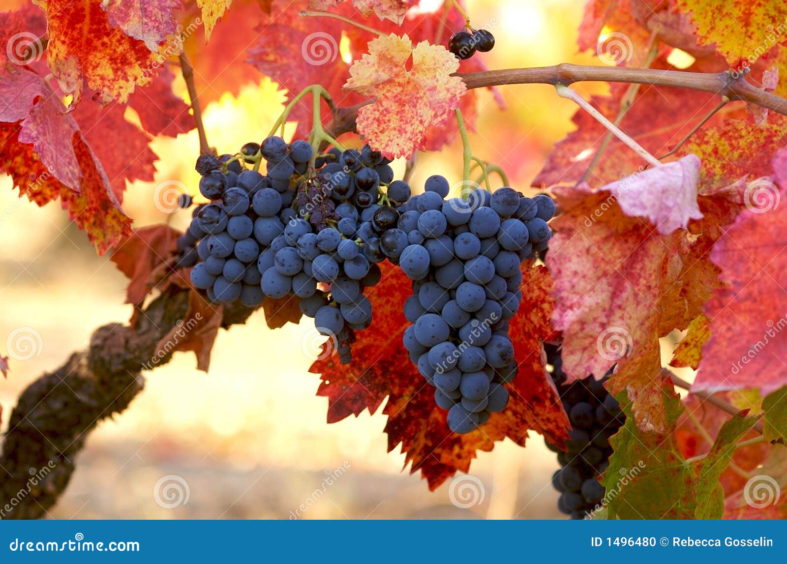 Uva del Merlot fotografia stock. Immagine di vigna, vite - 1496480