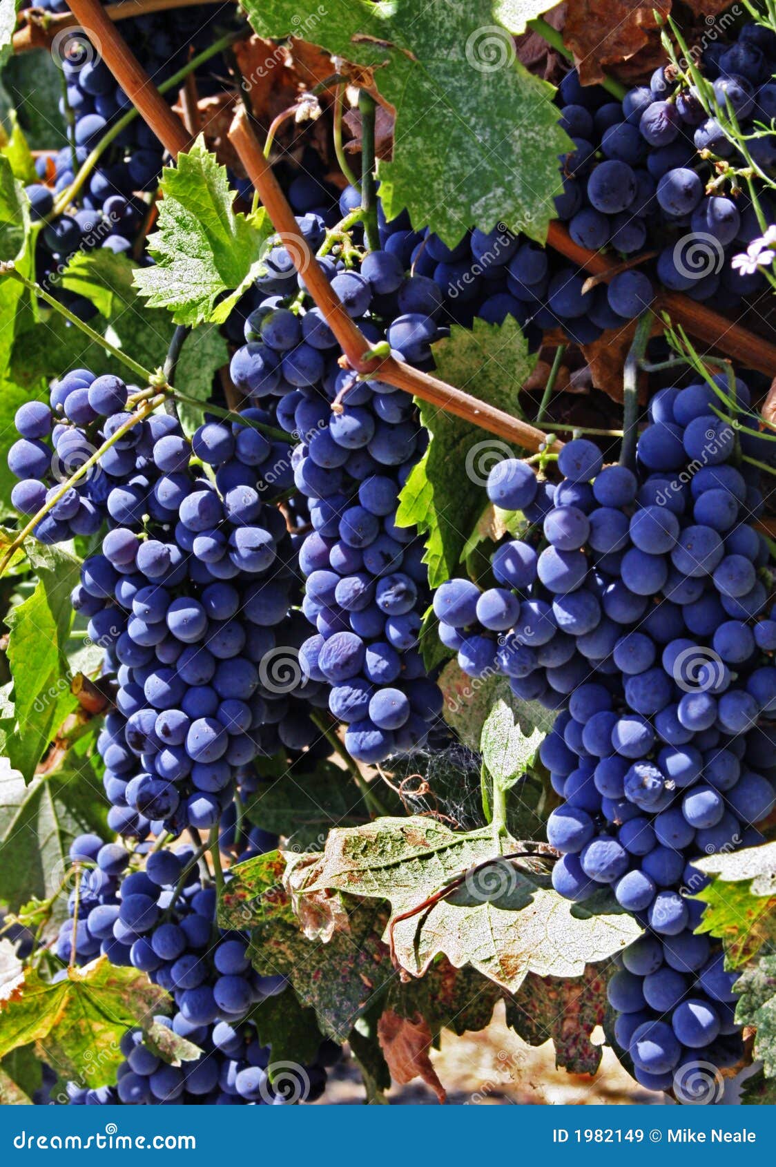 Uva del Merlot immagine stock. Immagine di sugoso, giorno - 1982149