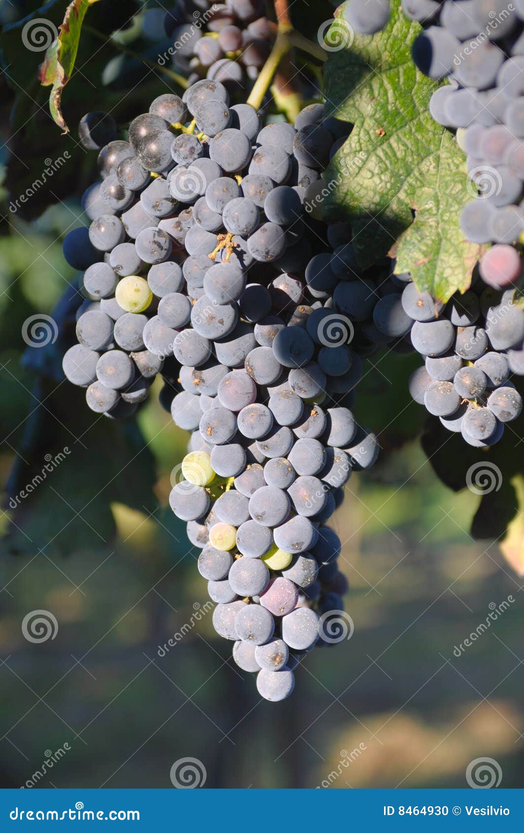 Uva del Merlot fotografia stock. Immagine di nave, rosso - 8464930