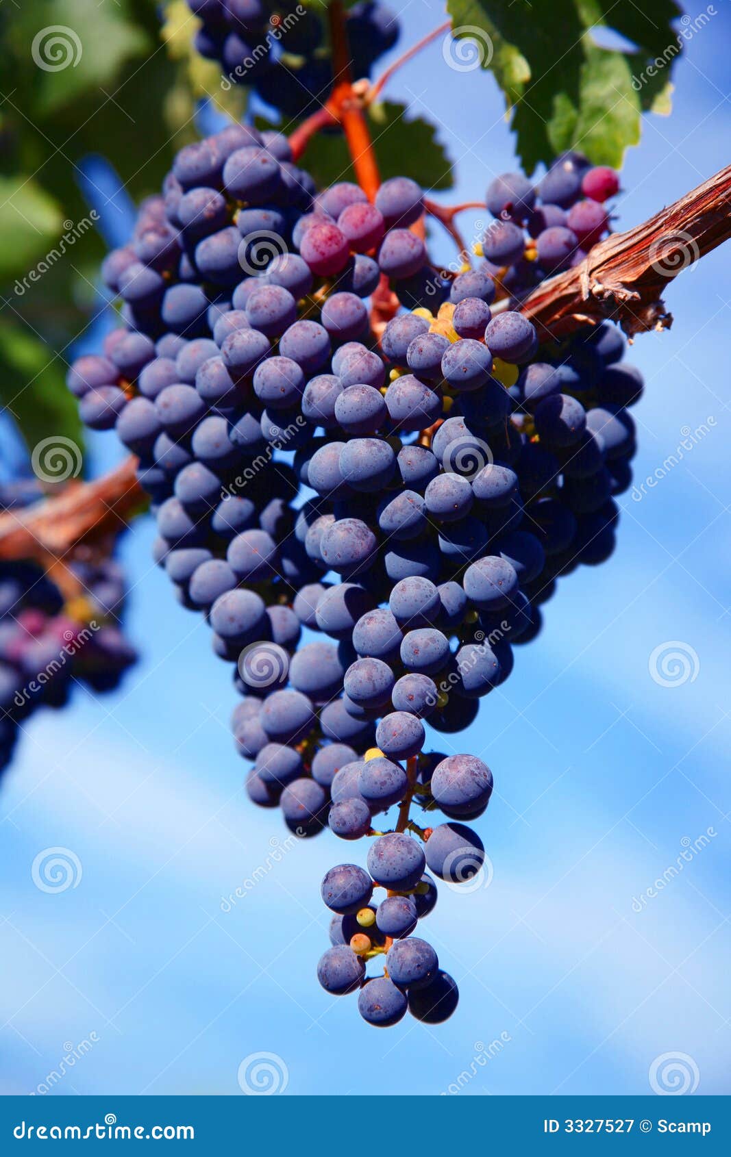 Uva del Merlot in vigna immagine stock. Immagine di autunno - 3327527