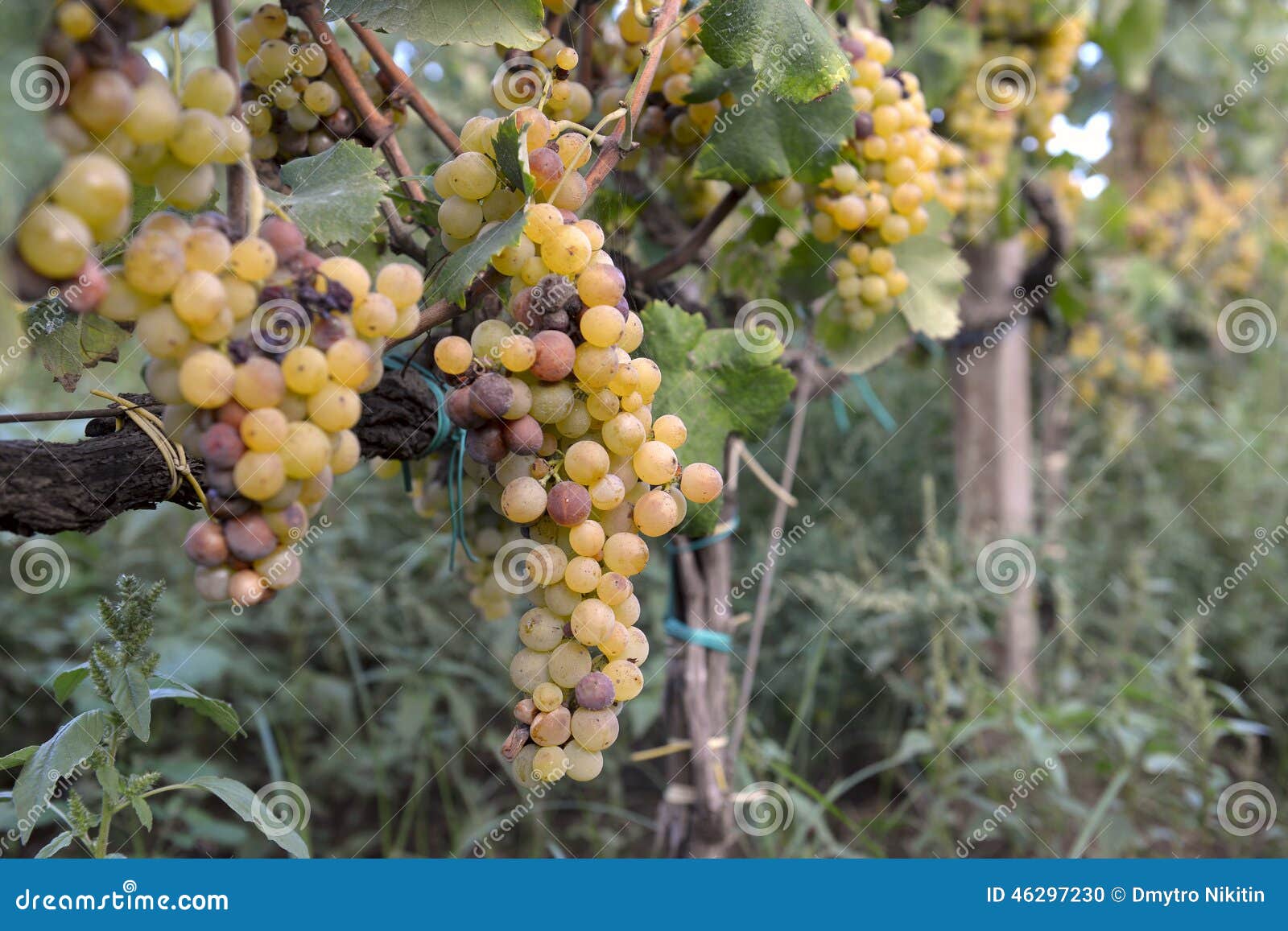 Uva di Muscat fotografia stock. Immagine di grappolo - 46297230