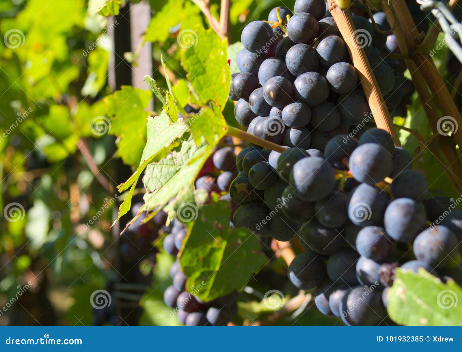 Uva do vinho tinto imagem de stock. Imagem de alimento - 101932385