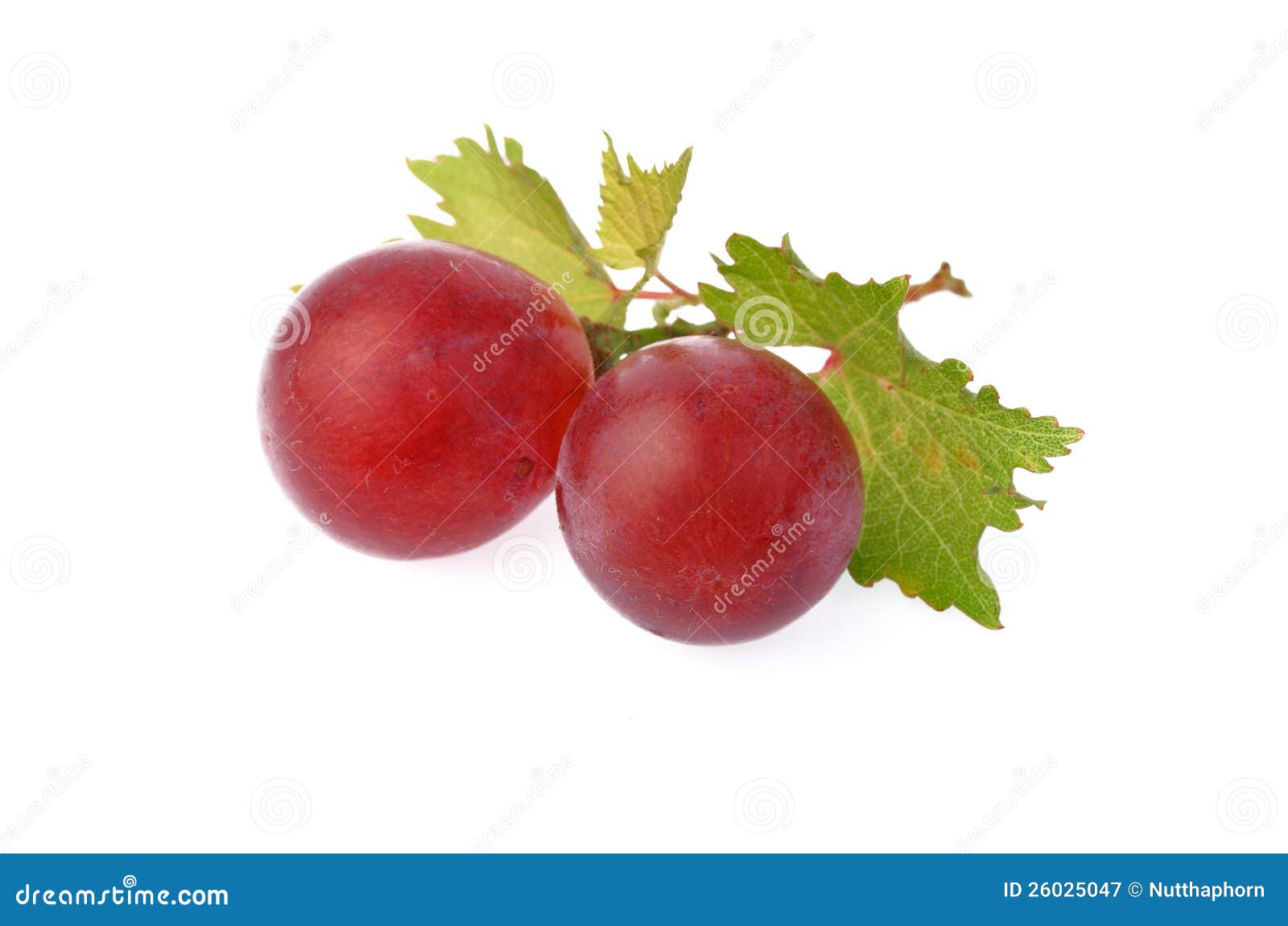 Uva dos imagen de archivo. Imagen de plantas, uvas, gérmenes - 26025047