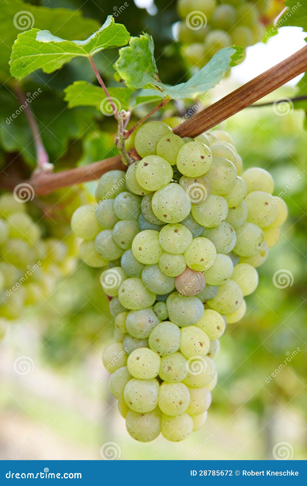 Uva Matura Della Vite Di Riesling Fotografia Stock - Immagine di nave ...