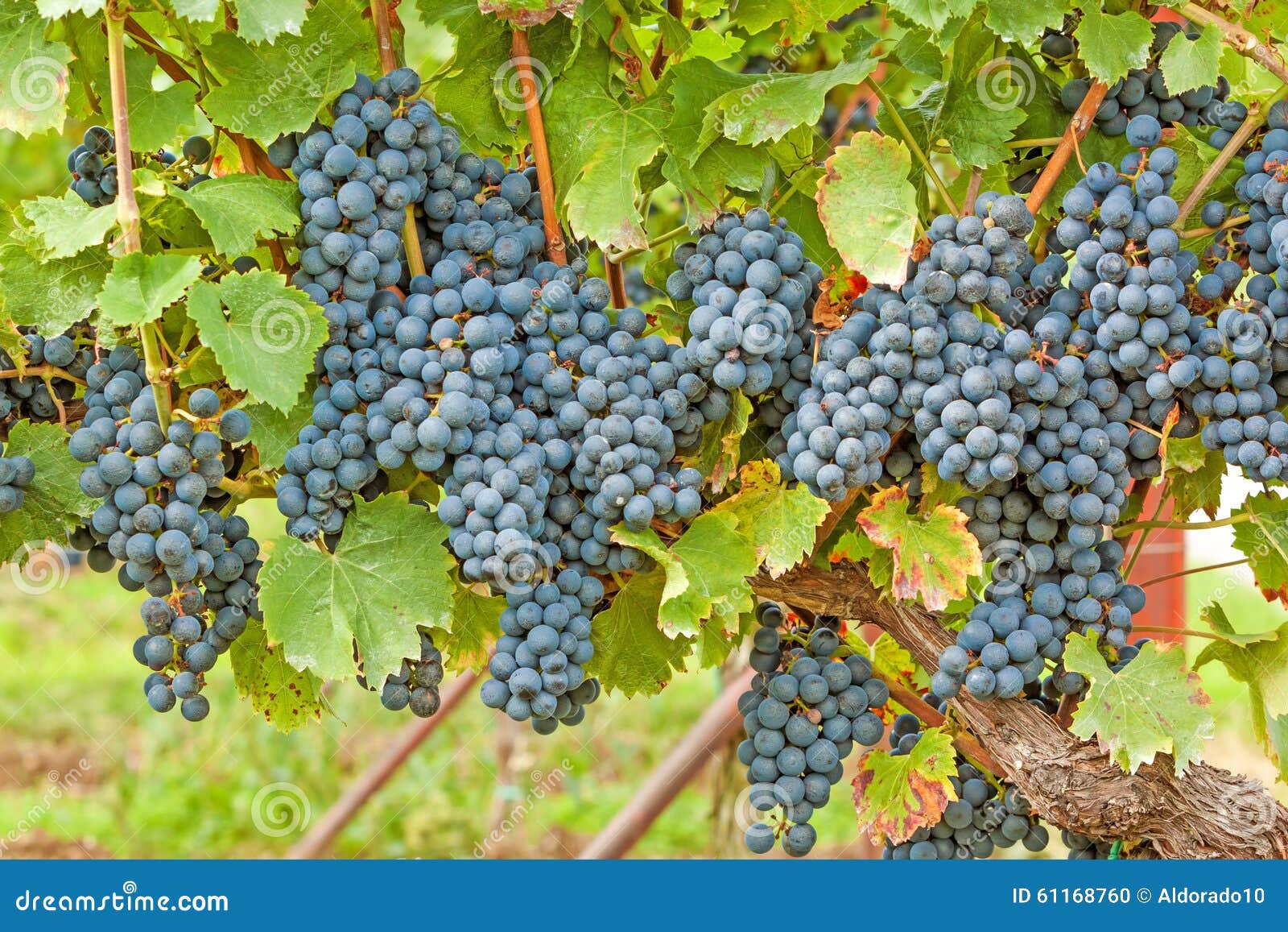 Uva matura in vigna fotografia stock. Immagine di sviluppisi - 61168760