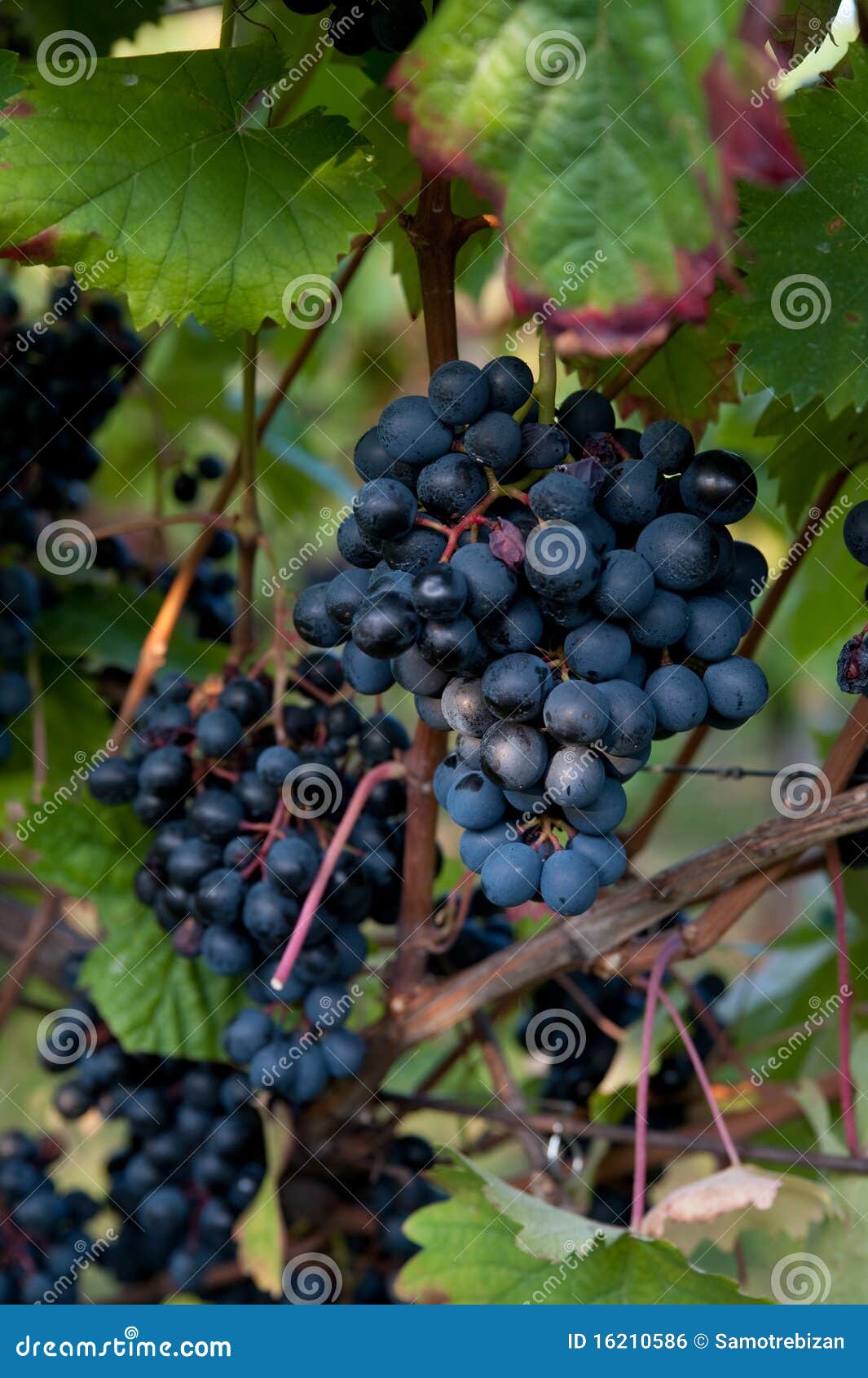 Uva negra foto de archivo. Imagen de postes, alemania - 16210586