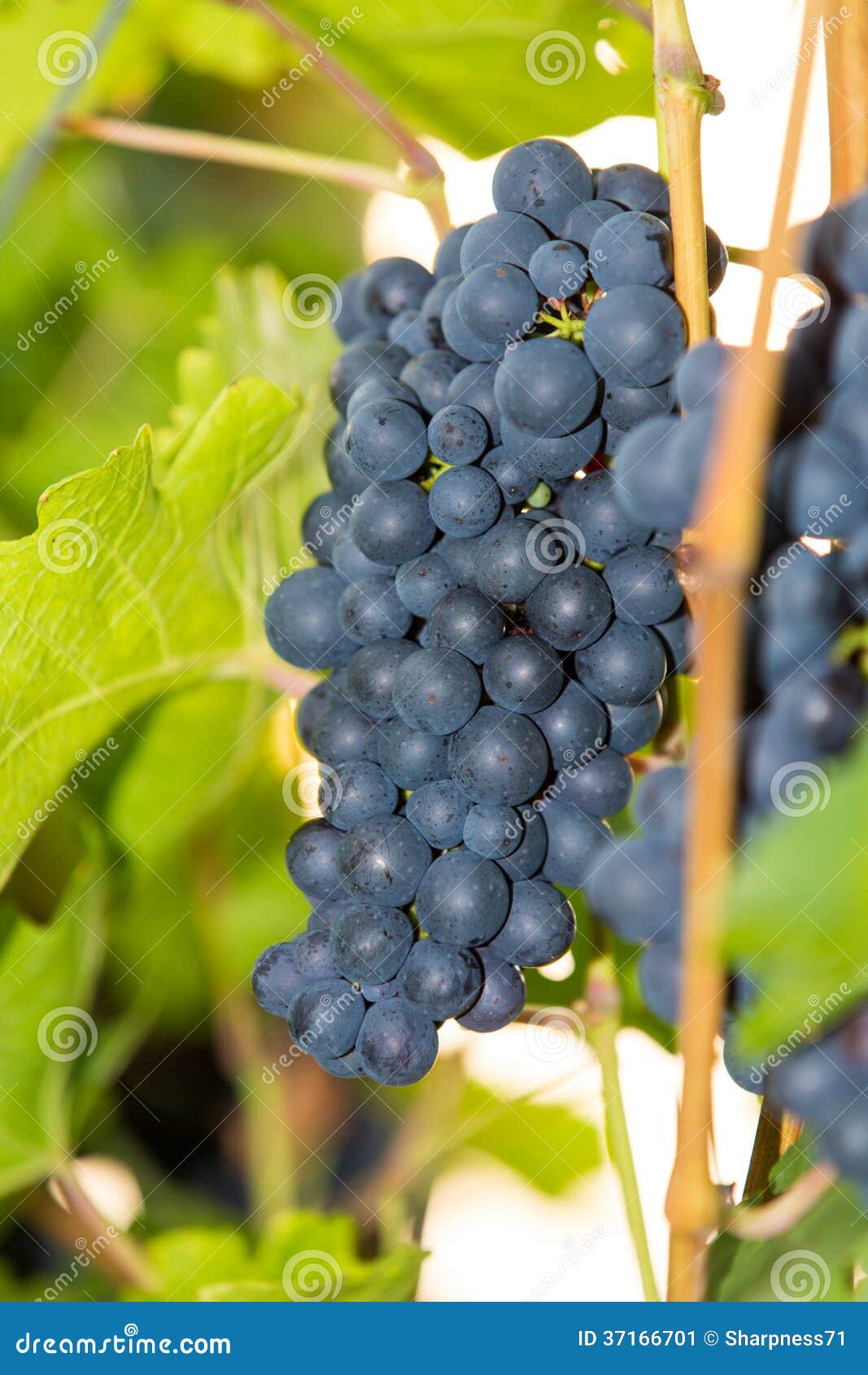 Uva negra 9 imagen de archivo. Imagen de fruta, cosecha - 37166701