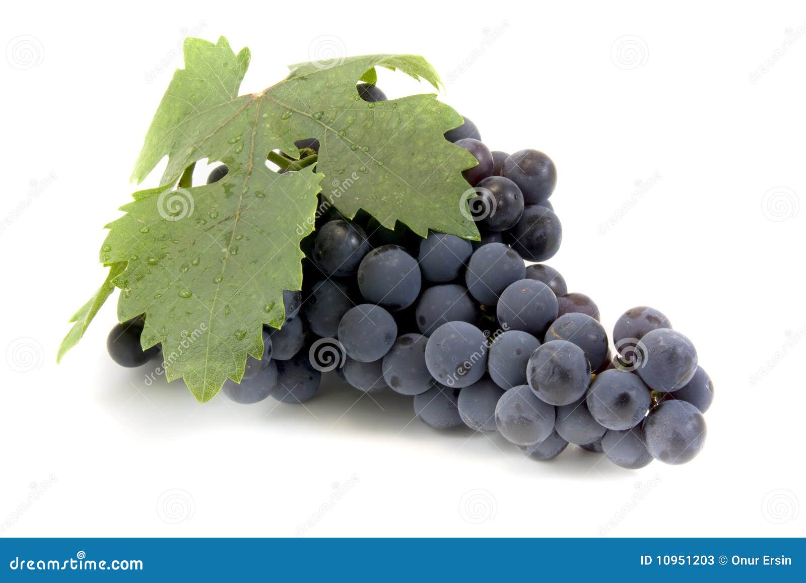 Uva negra en blanco imagen de archivo. Imagen de lindo - 10951203