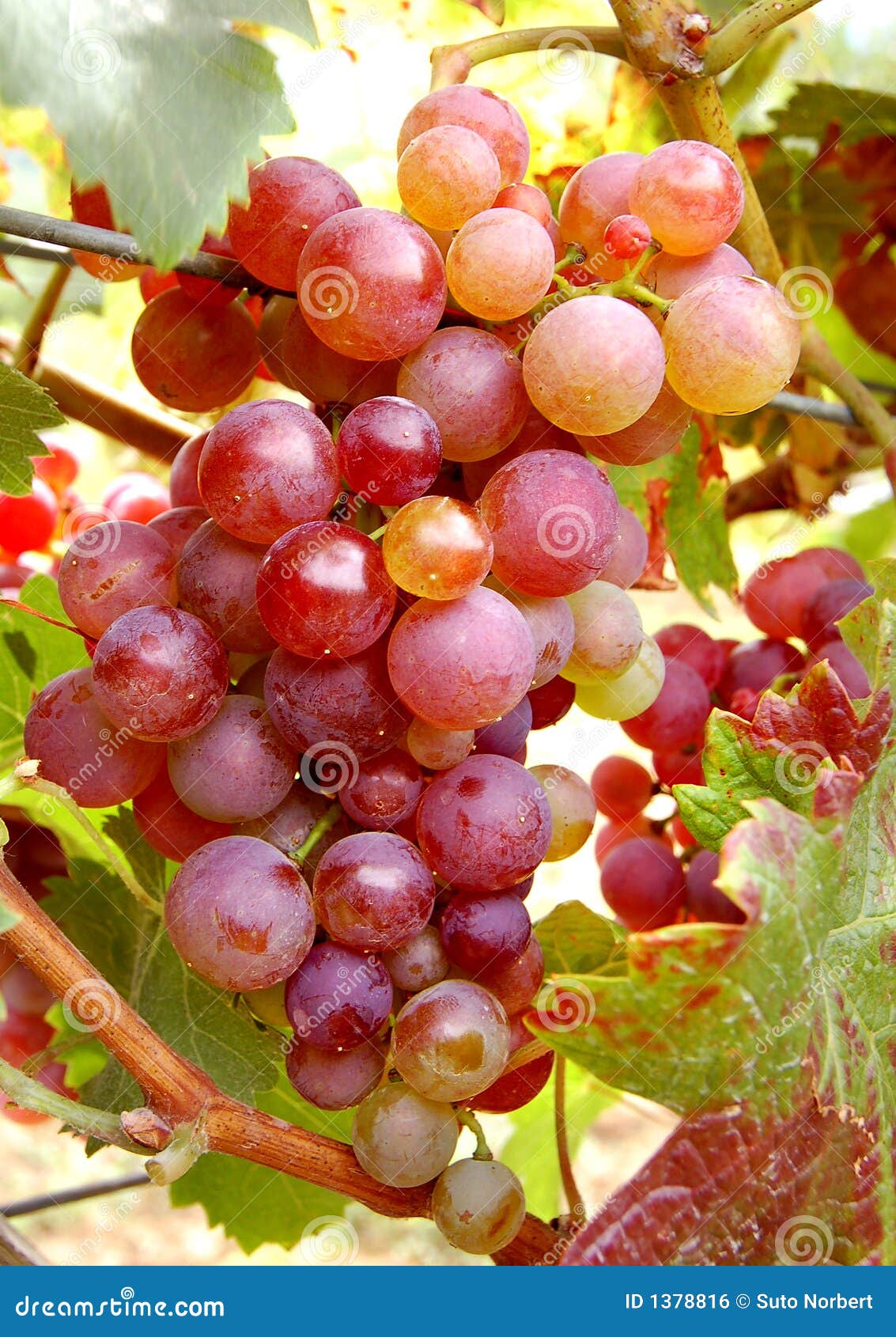 Uva rossa fotografia stock. Immagine di nave, verde, frutta - 1378816