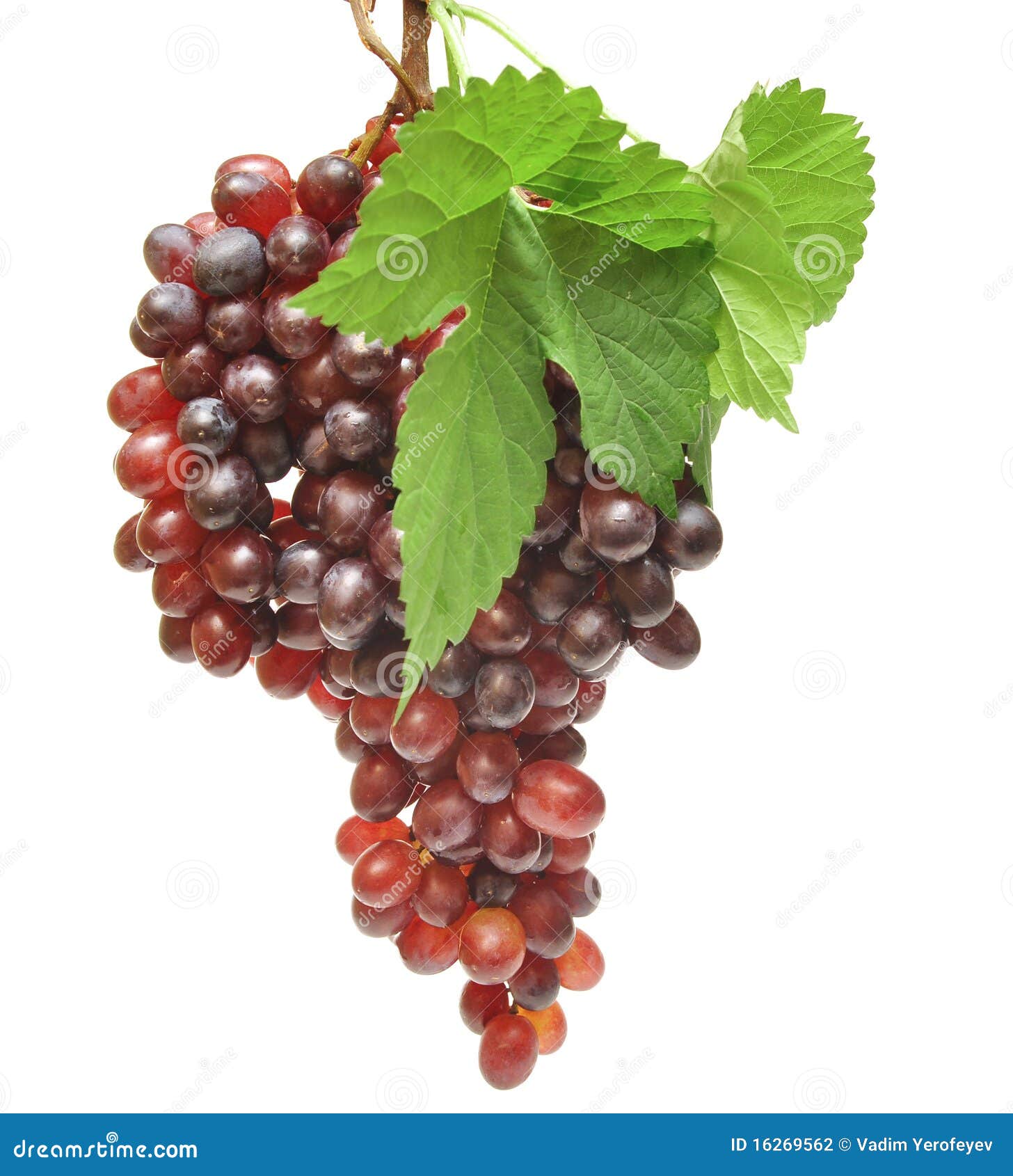 Uva rossa fotografia stock. Immagine di isolato, verde - 16269562