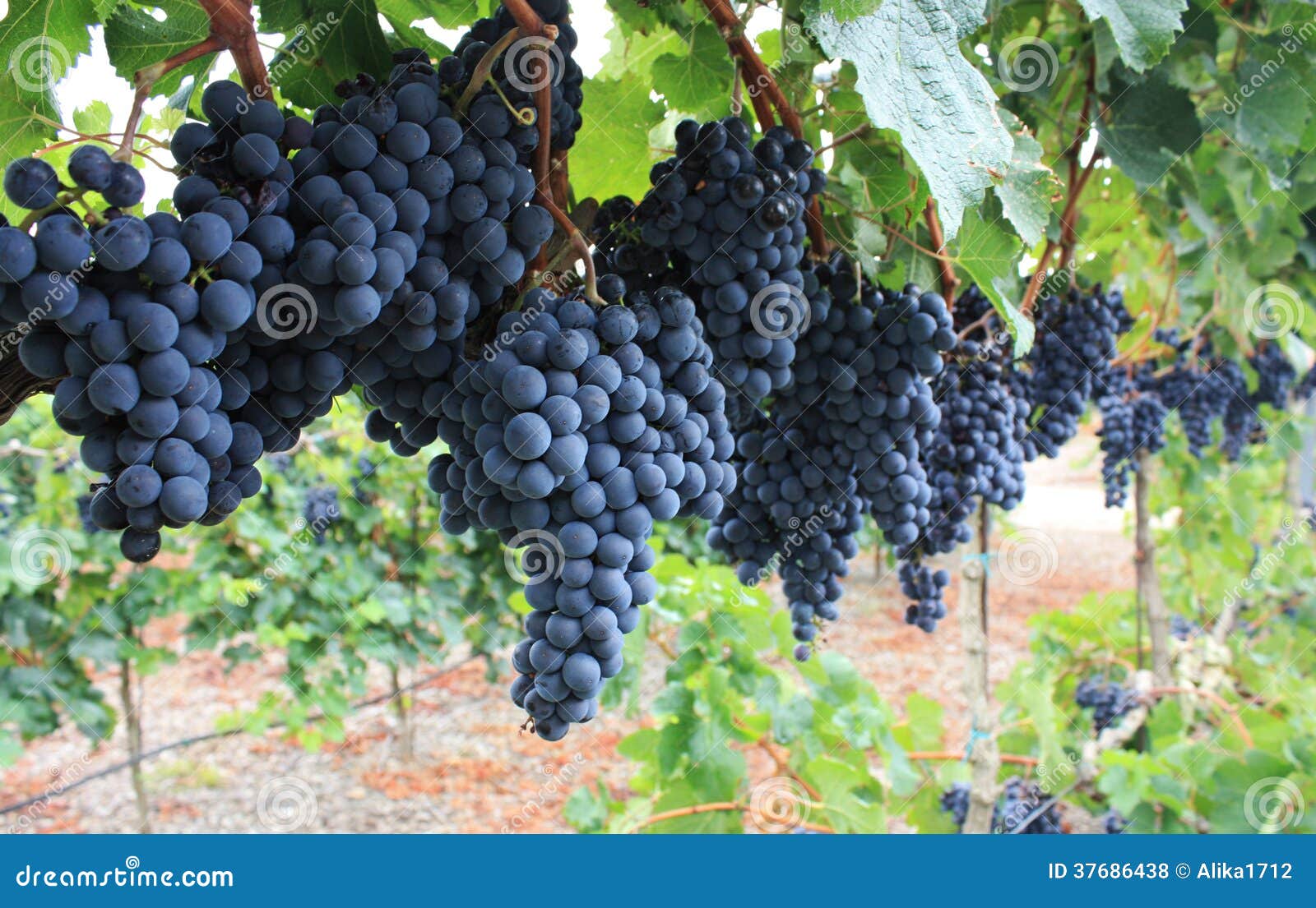 Uva rossa. fotografia stock. Immagine di spruzzo, foglio - 37686438