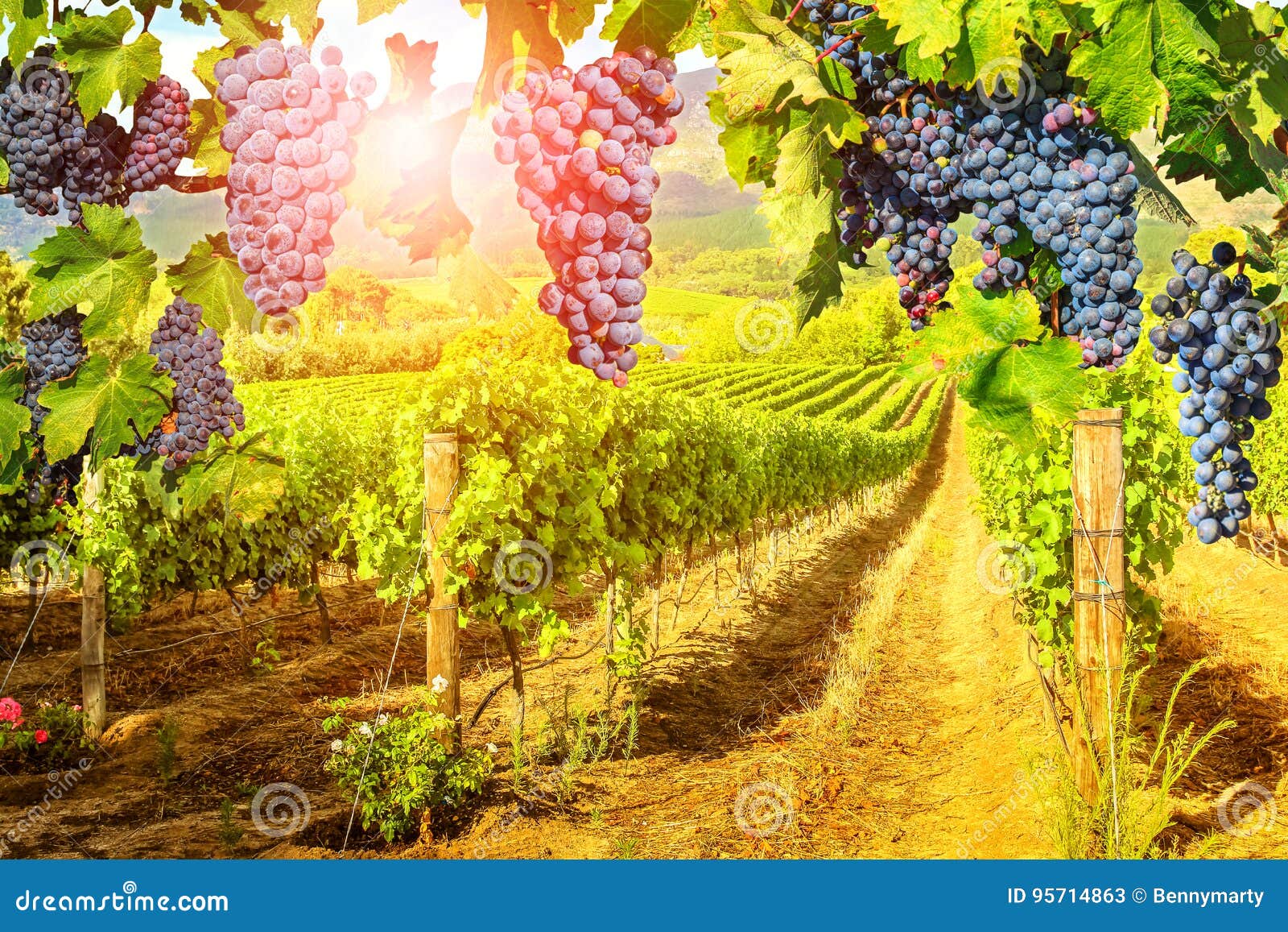 Uva Rossa Che Appende Nella Vigna Immagine Stock - Immagine di sfondo ...