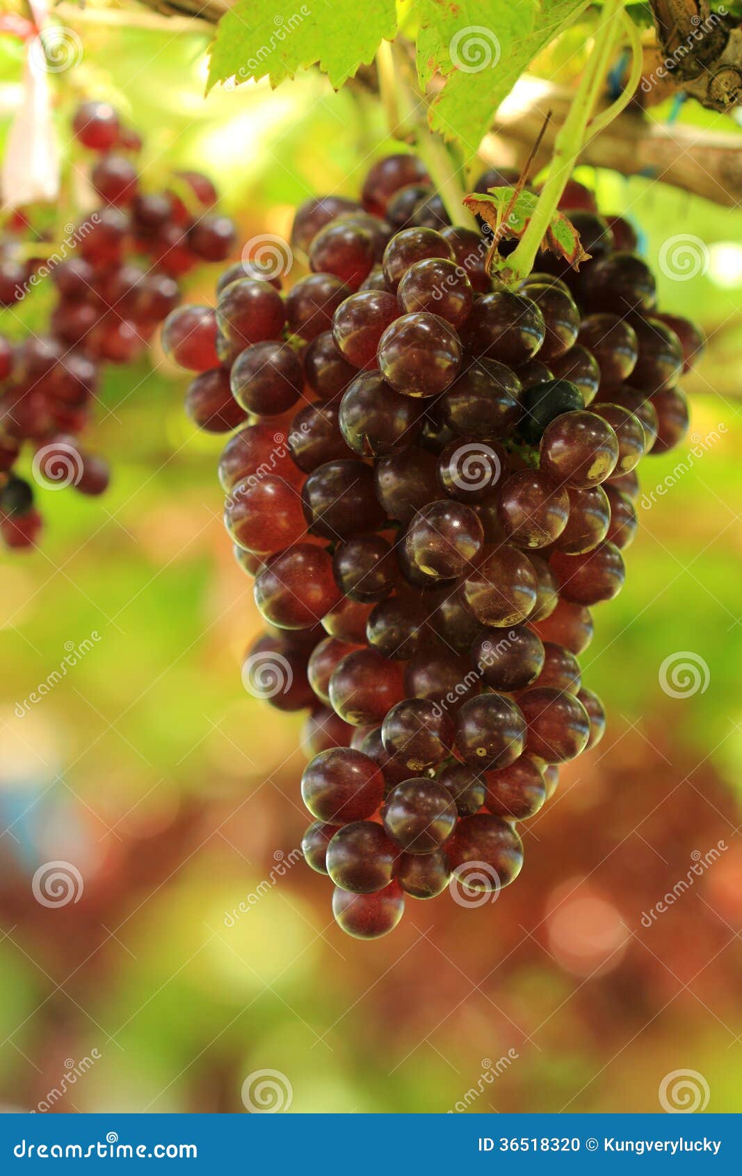 Uva rossa di maturazione fotografia stock. Immagine di fresco - 36518320