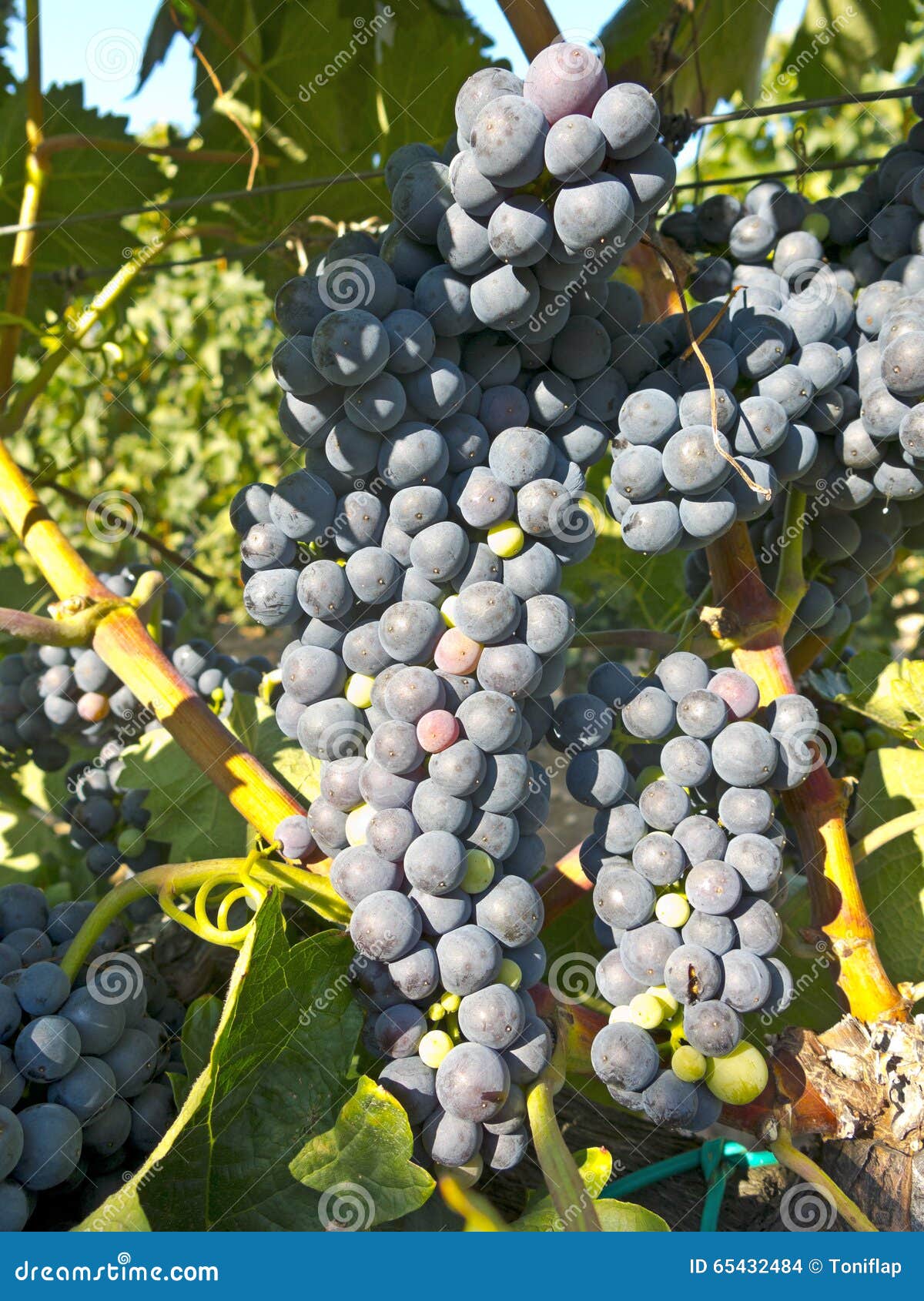 Uva Rossa Sulla Vigna Appena Prima Raccogliere Fotografia Stock ...