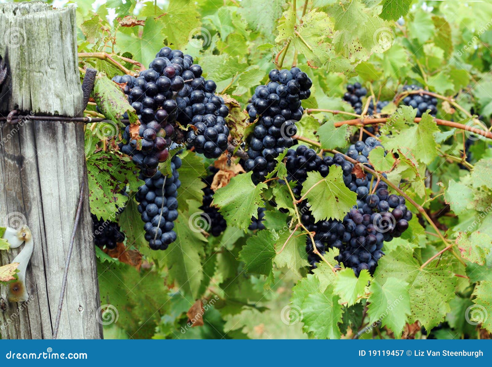 Uva rossa sulla vite immagine stock. Immagine di grappolo - 19119457