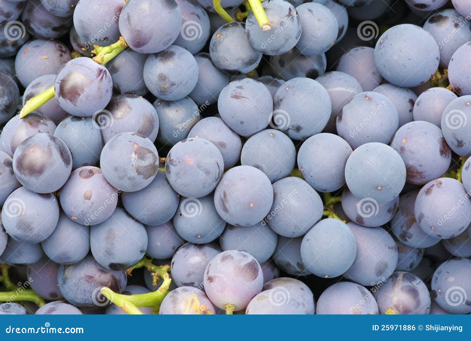 Uva roxa foto de stock. Imagem de frutas, roxo, closeup - 25971886