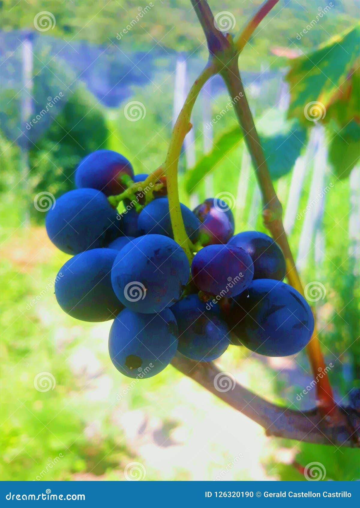 A Uva Roxa a Mais Colorida Que Pode Ser Sabida Foto de Stock - Imagem ...