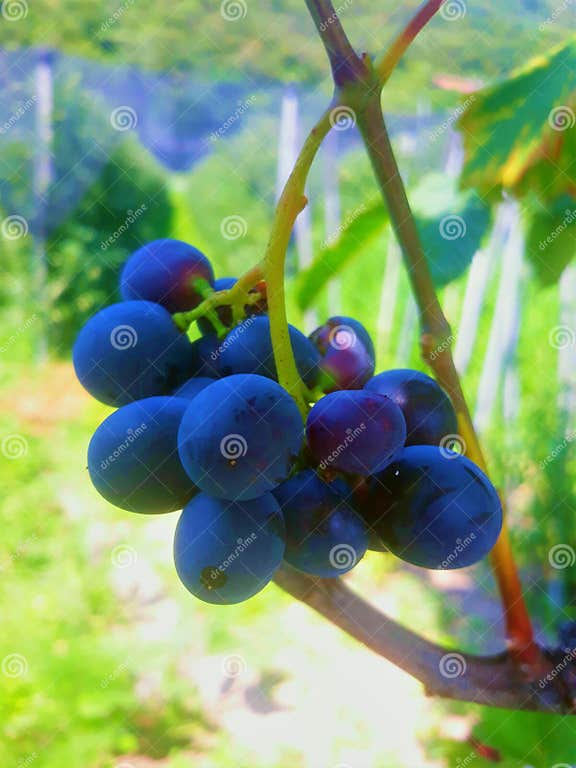 A Uva Roxa a Mais Colorida Que Pode Ser Sabida Foto de Stock - Imagem ...