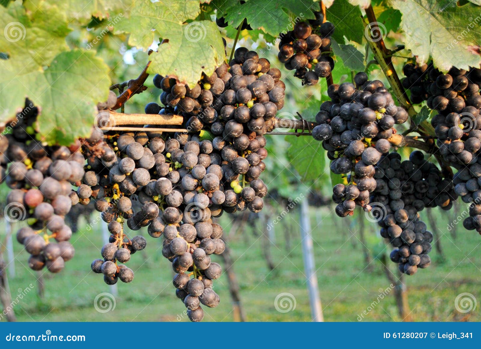 Uva in una vigna immagine stock. Immagine di fresco, pianta - 61280207