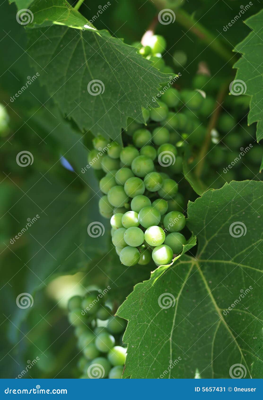 Uva verde imagen de archivo. Imagen de travieso, inmaduro - 5657431