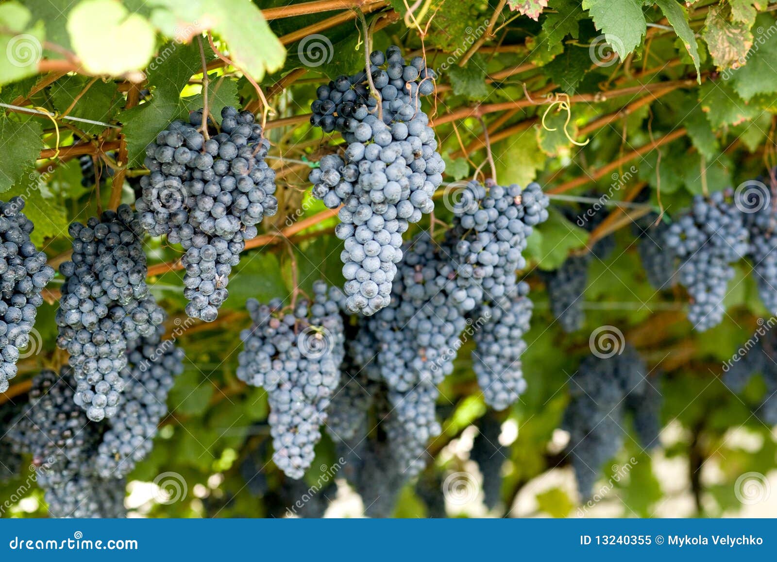 Uva viola immagine stock. Immagine di agricoltura, viola - 13240355