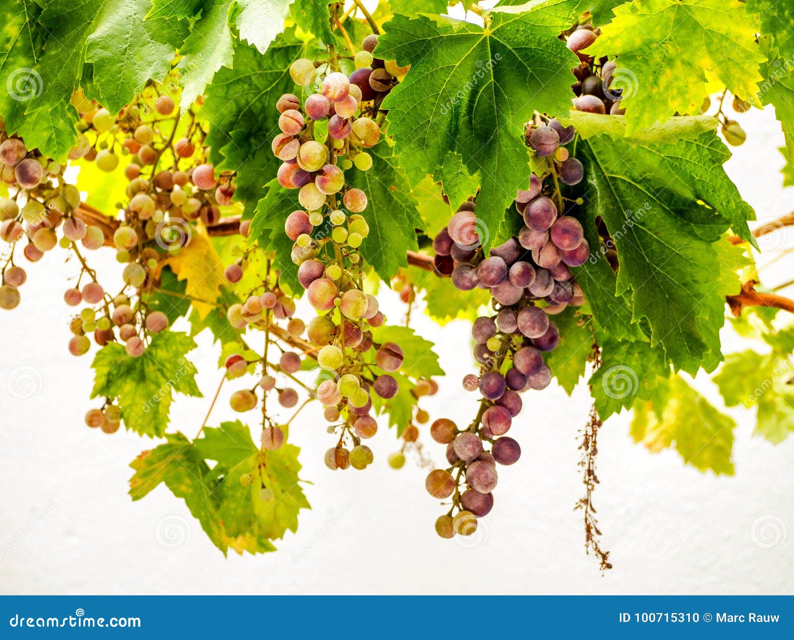 Uvas foto de archivo. Imagen de uvas, estaciones, cuadrado - 100715310