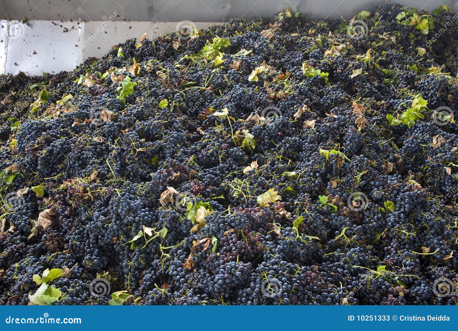 Uvas imagen de archivo. Imagen de machacamiento, agricultura - 10251333