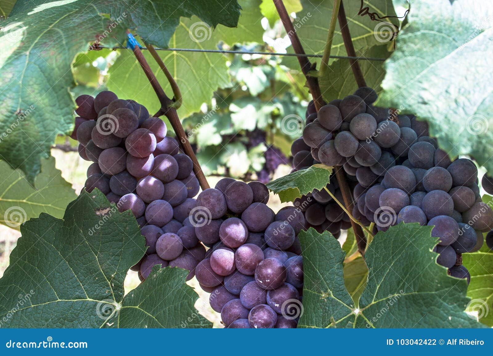 Uvas foto de archivo. Imagen de rojo, cosecha, agricultura - 103042422