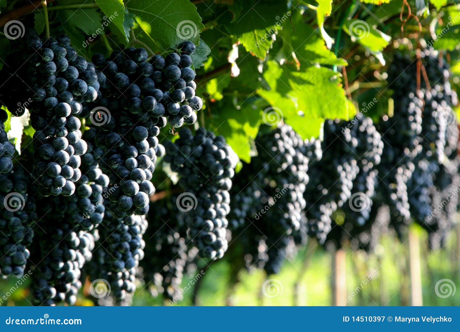 Uvas imagen de archivo. Imagen de fila, cubo, color, verano - 14510397