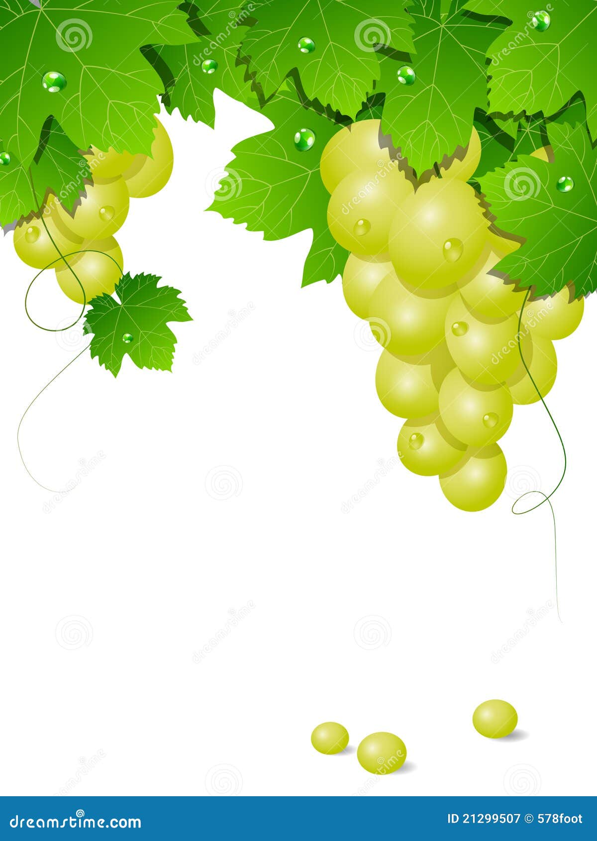 Uvas ilustración del vector. Ilustración de uvas, fondo - 21299507