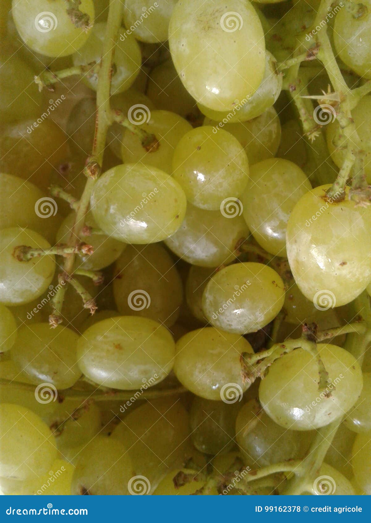 Uvas foto de archivo. Imagen de manojo, regalo, entero - 99162378