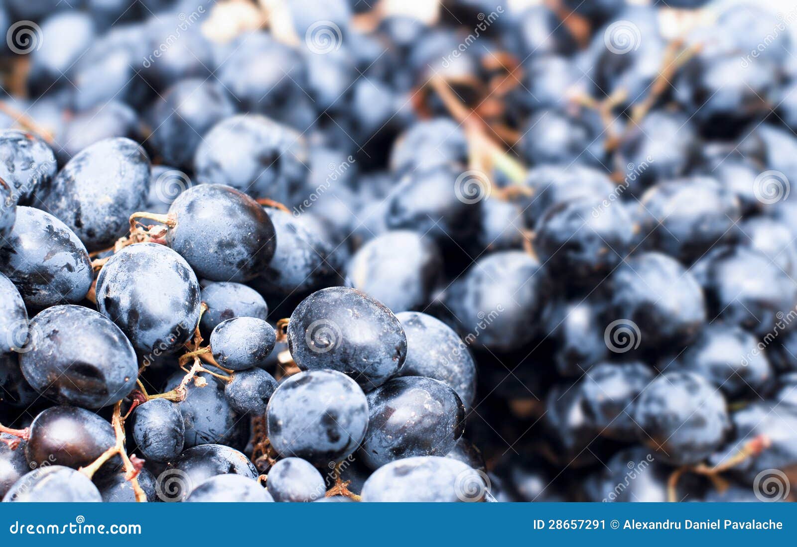 Uvas azules imagen de archivo. Imagen de estudio, maduro - 28657291