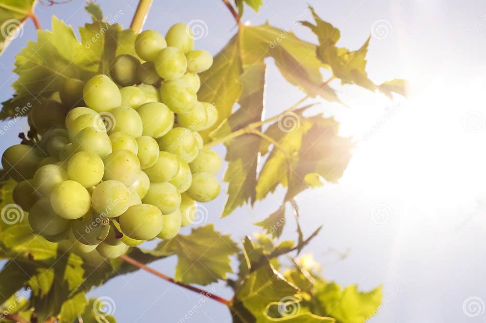 Uvas bajo el sol foto de archivo. Imagen de planta, nutritivo - 8474788