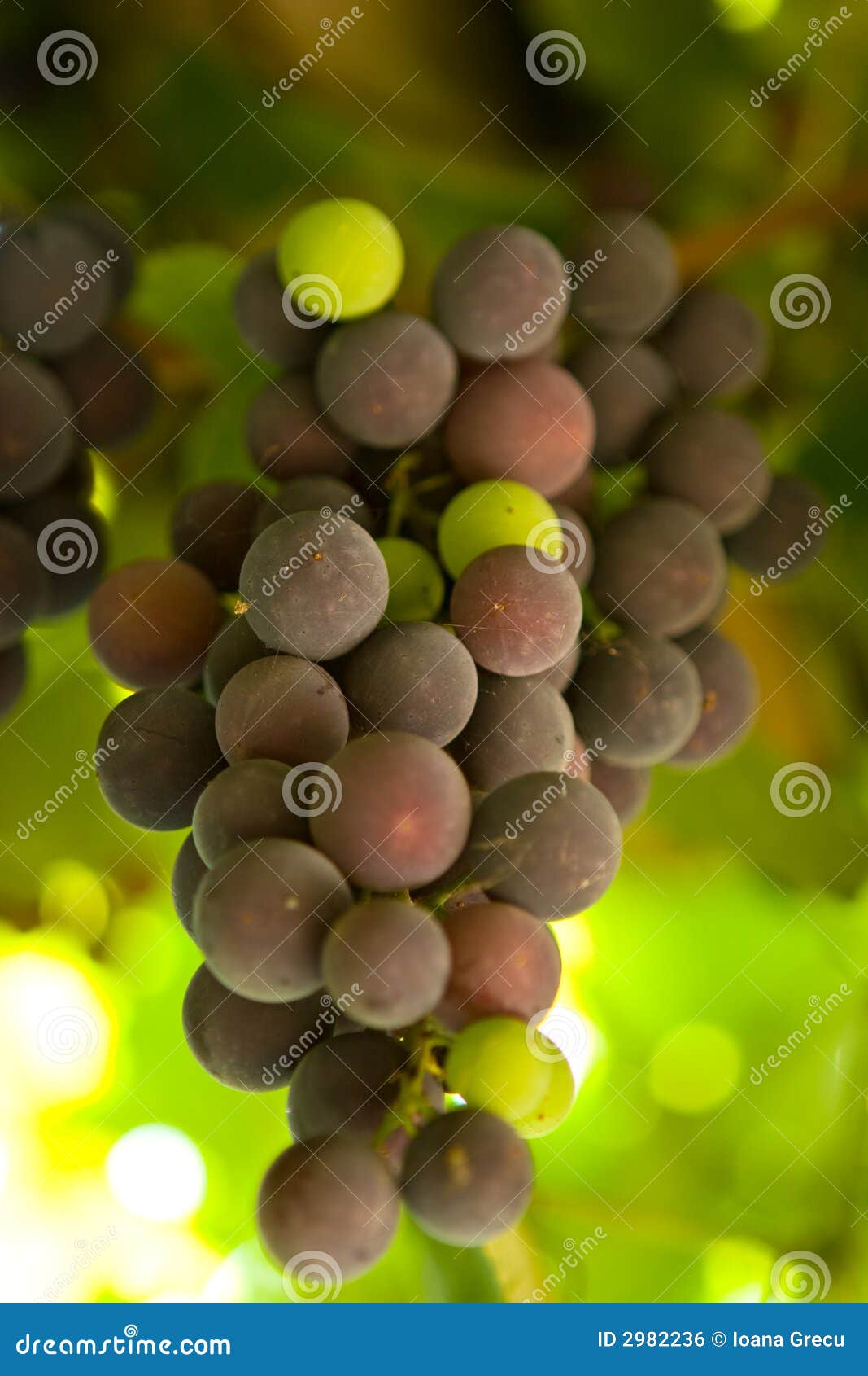 Uvas coloreadas foto de archivo. Imagen de vino, caliente - 2982236