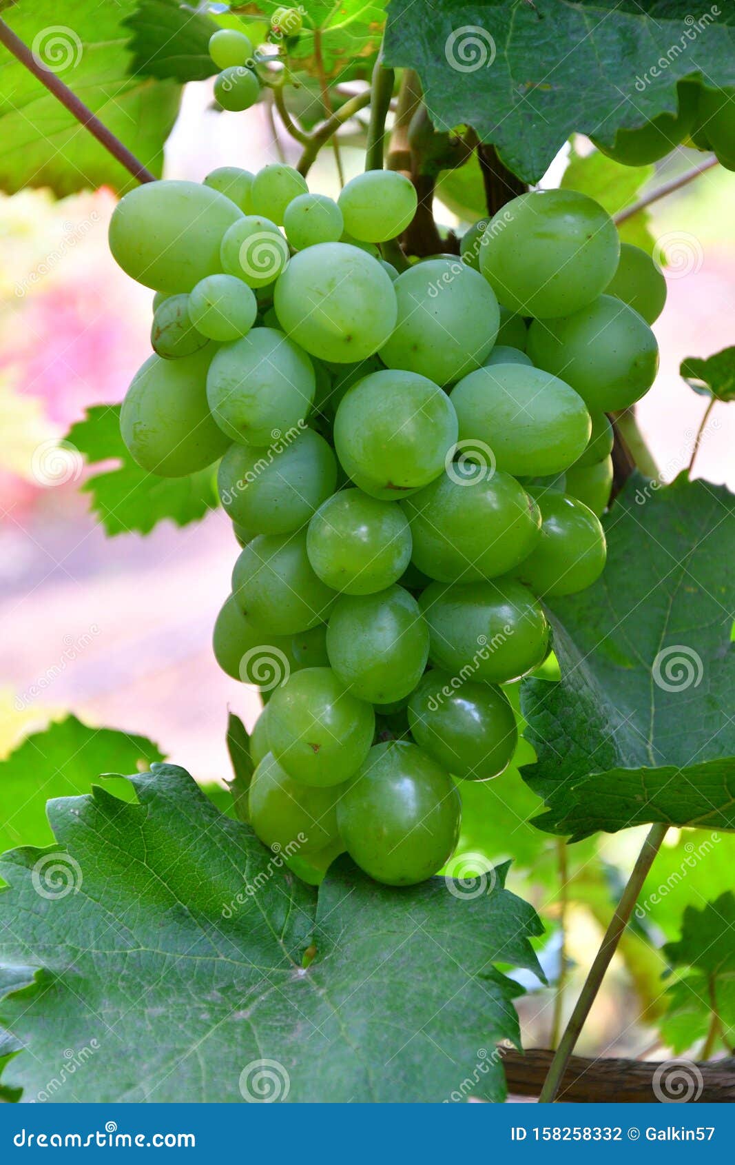 Uvas de color verde foto de archivo. Imagen de delicioso - 158258332