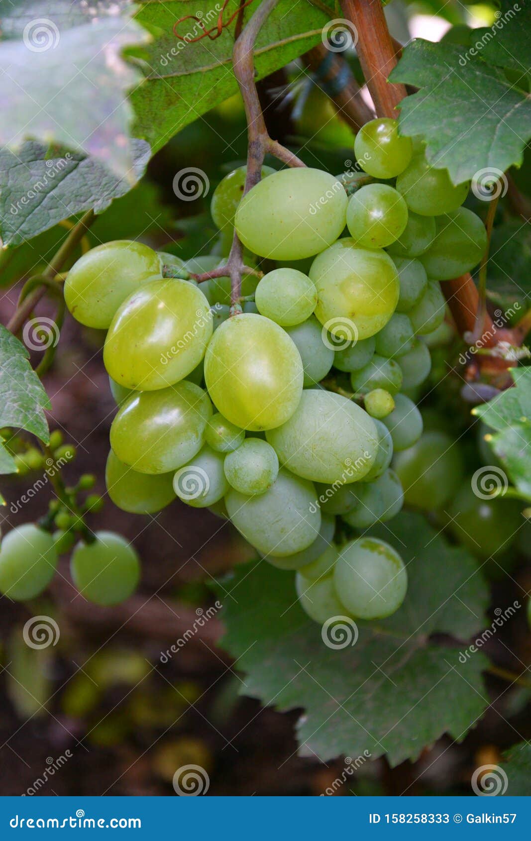 Uvas de color verde imagen de archivo. Imagen de madure - 158258333