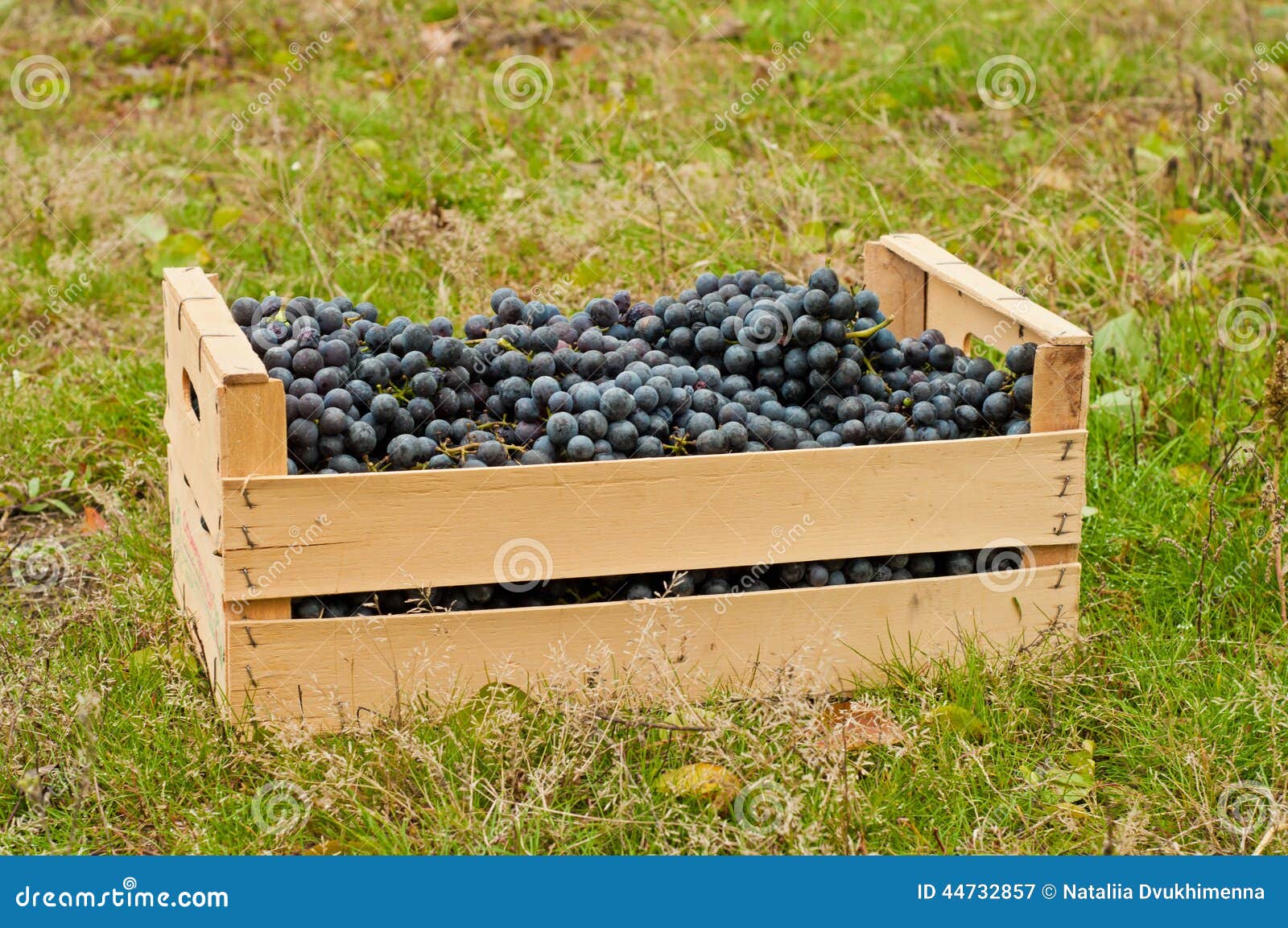 Uvas de vino en caja imagen de archivo. Imagen de ingrediente - 44732857