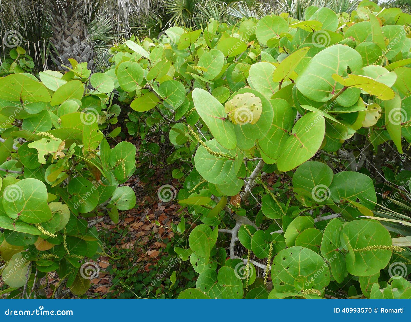 Uvas del mar en la playa foto de archivo. Imagen de escena - 40993570
