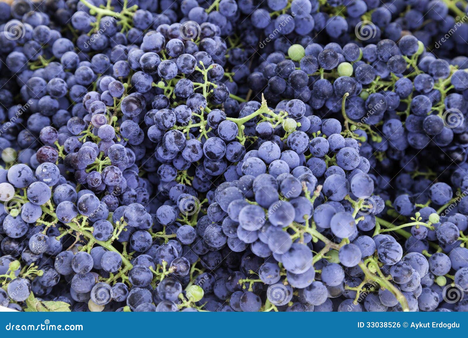 Uvas del Merlot foto de archivo. Imagen de rural, cosecha - 33038526