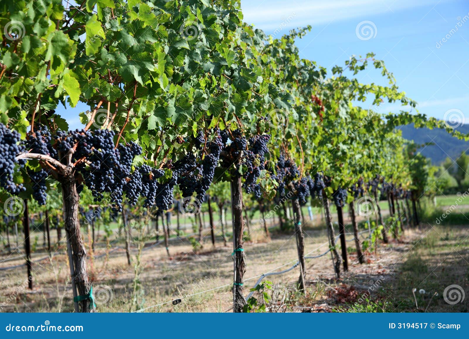 Uvas del Merlot en viñedo imagen de archivo. Imagen de toscana - 3194517