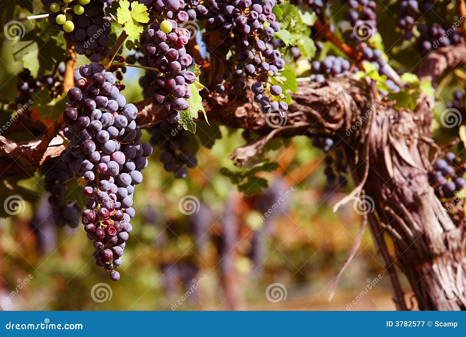 Uvas del Merlot en viñedo imagen de archivo. Imagen de maduro - 3782577