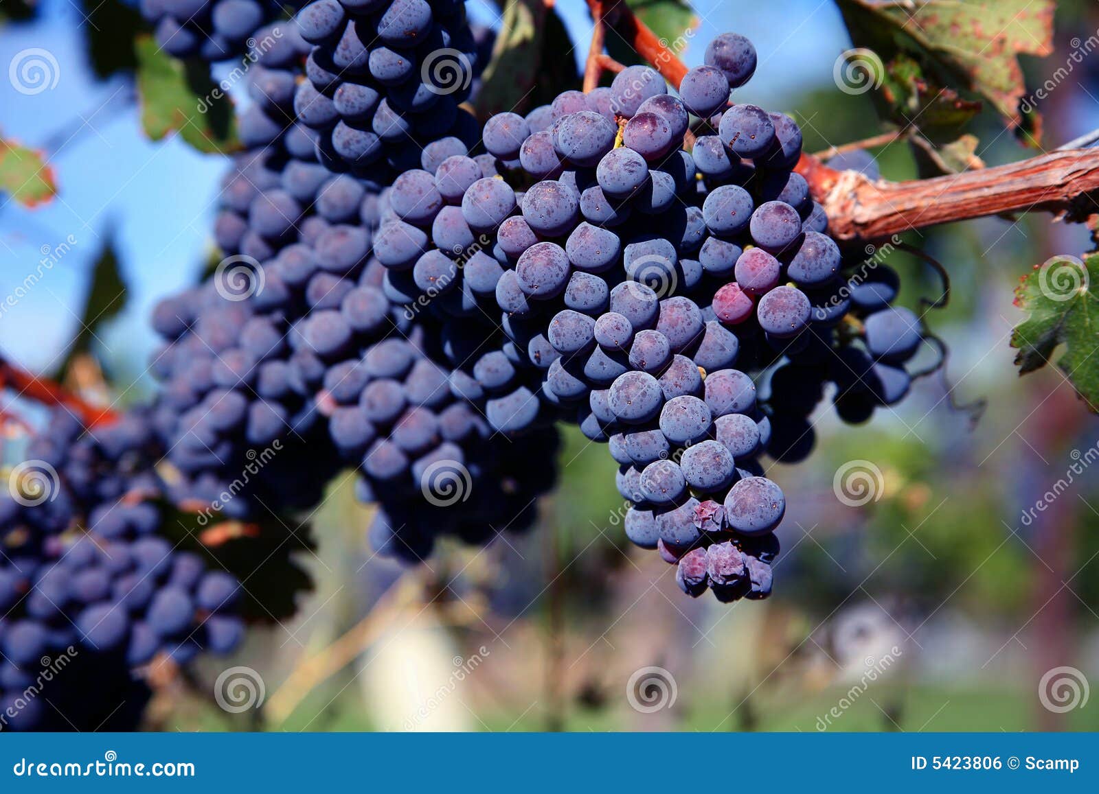 Uvas del Merlot en viñedo foto de archivo. Imagen de toscana - 5423806